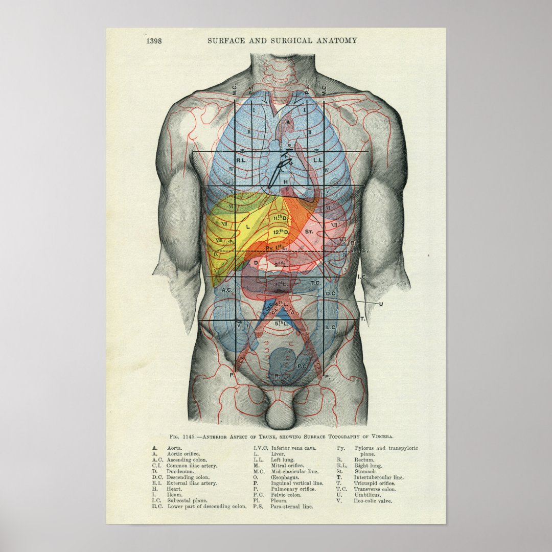 Human Surface Anatomy Relation to Organs Poster | Zazzle