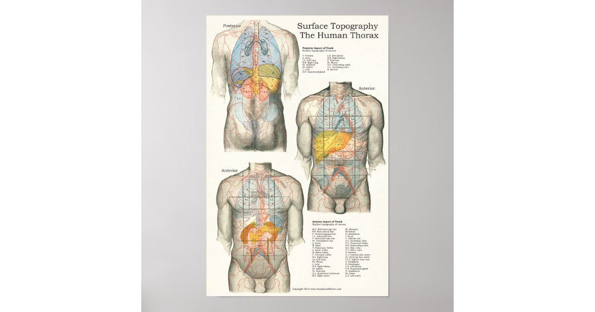 Human Surface Topography Anatomy Chart | Zazzle