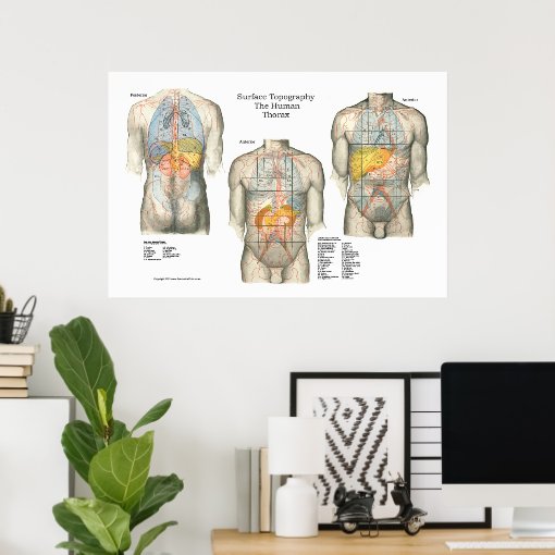 Human Surface Topography Anatomy Poster | Zazzle