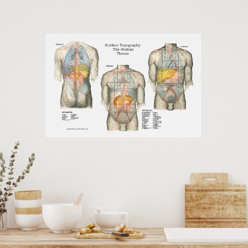 Human Surface Topography Anatomy Poster | Zazzle
