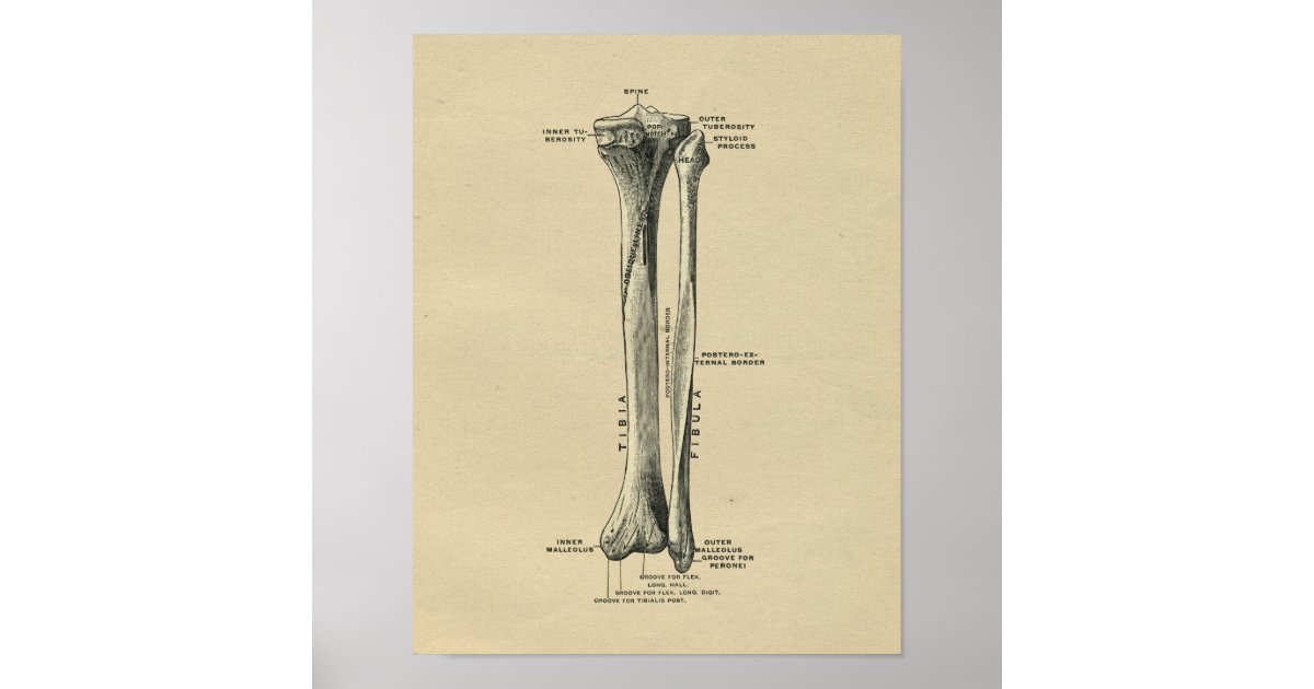 Human Tibia Anatomy 1902 Vintage Print | Zazzle