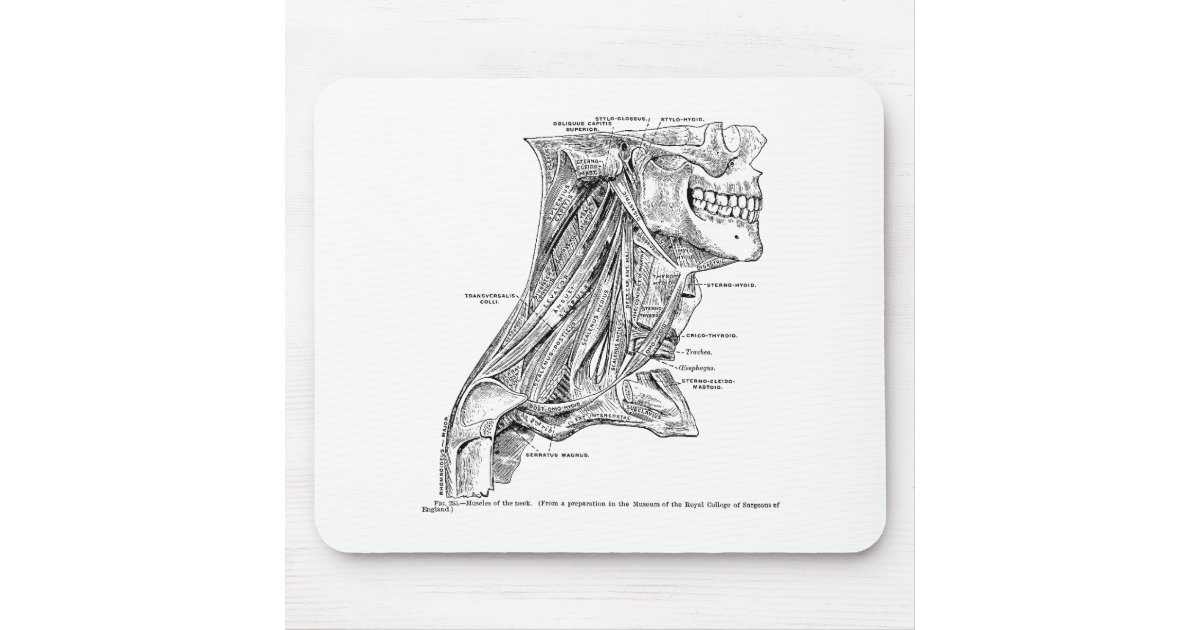 Human Vintage Anatomy Muscles of the Neck Mouse Pad | Zazzle