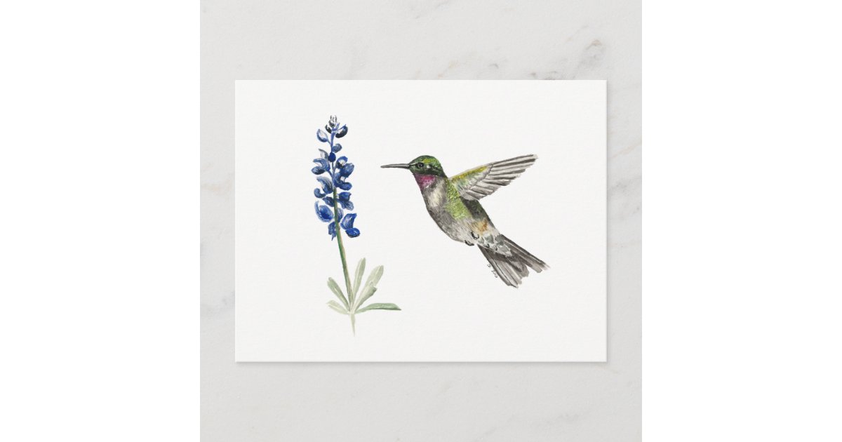 Hummingbird and Bluebonnet Postcard | Zazzle