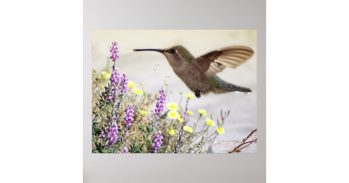 Hummingbird and Wildflowers Digital Art Poster | Zazzle