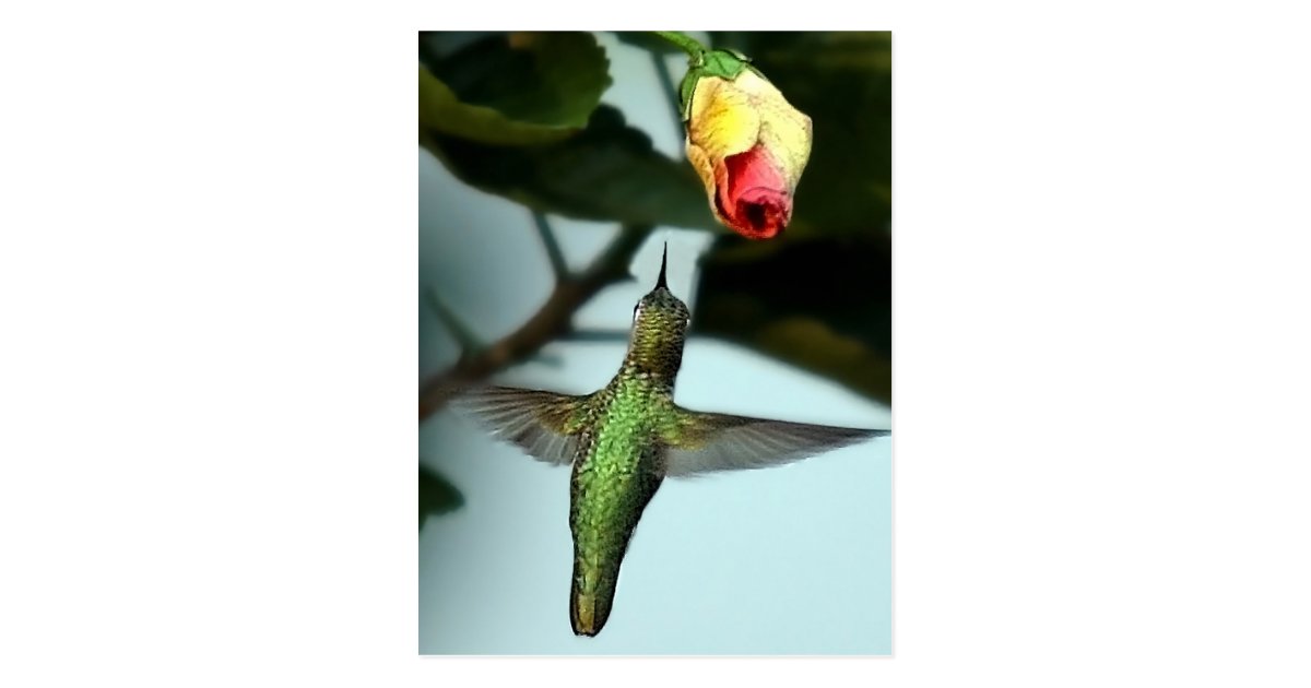 Hummingbird And Yellow Rose Postcard | Zazzle.com