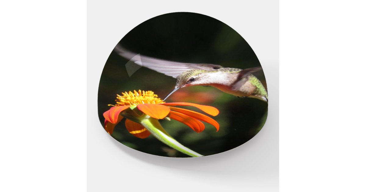 Hummingbird Bird Sunflower Flower Paperweight | Zazzle