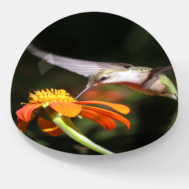 Hummingbird Bird Sunflower Flower Paperweight | Zazzle