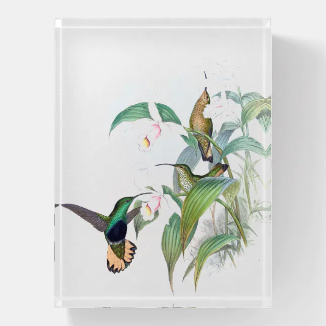 Hummingbird Birds Orchid Flowers Paperweight | Zazzle