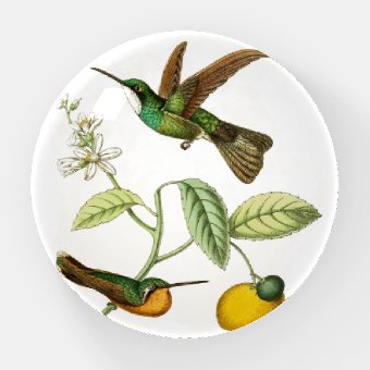 Hummingbird Birds Wildlife Flower Paperweight | Zazzle