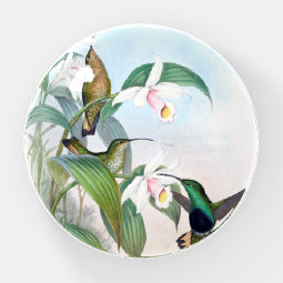 Hummingbird Birds Wildlife Flower Paperweight | Zazzle