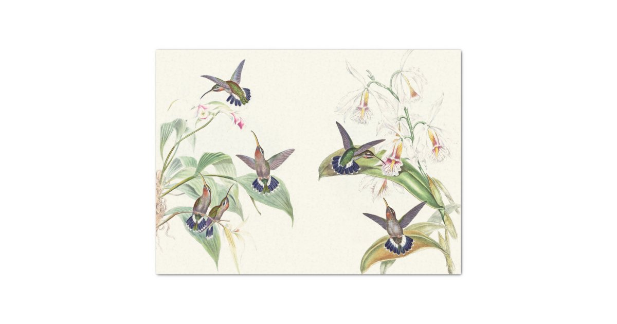Hummingbird Birds Wildlife Flowers Tissue Paper | Zazzle.com
