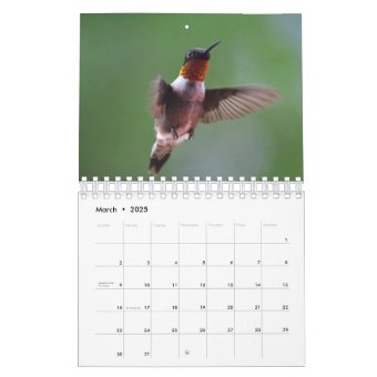 Hummingbird Calendar | Zazzle