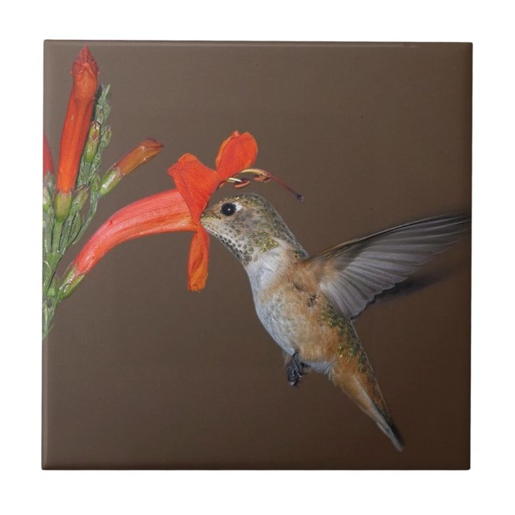 HUMMINGBIRD CERAMIC TILE | Zazzle