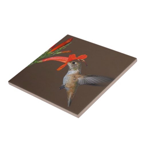HUMMINGBIRD CERAMIC TILE | Zazzle