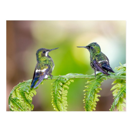 Hummingbird Couple on a Leaf Postcard | Zazzle.com