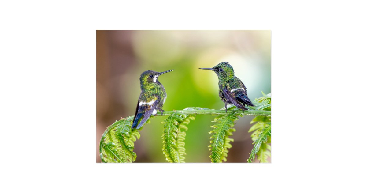Hummingbird Couple on a Leaf Postcard | Zazzle.com