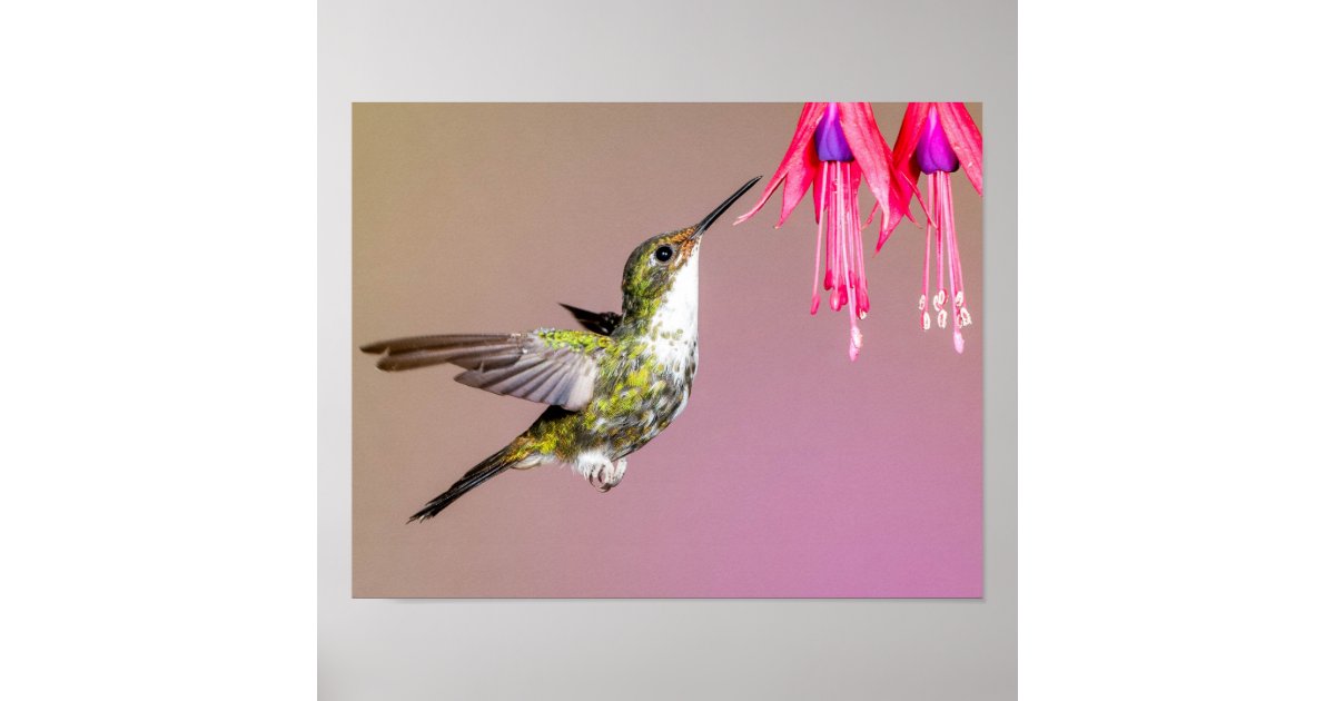 Hummingbird Fuchsia Nature Photo Poster | Zazzle