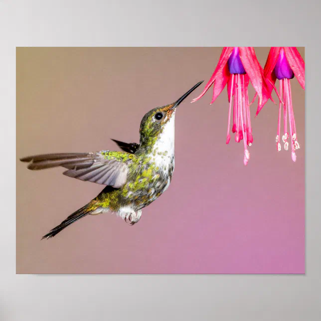 Hummingbird Fuchsia Nature Photo Poster | Zazzle