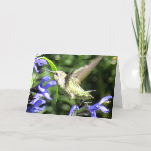 Hummingbird Cards | Zazzle