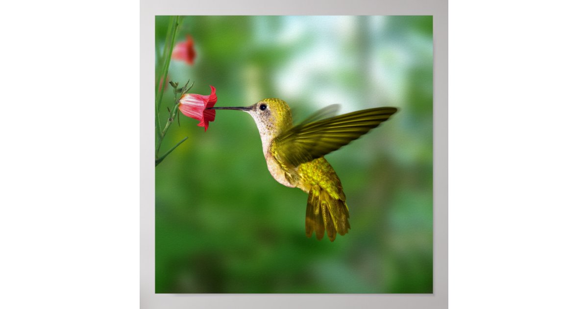 Hummingbird in Flight Poster | Zazzle