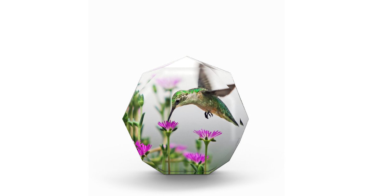 Hummingbird Lunch Paperweight Acrylic Award | Zazzle
