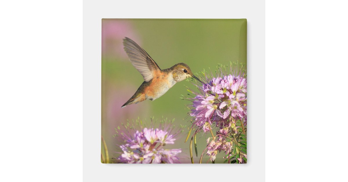 Hummingbird Magnet | Zazzle