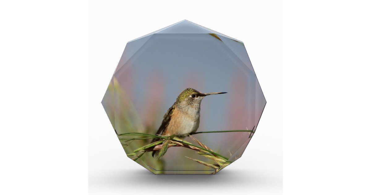 hummingbird on grass acrylic award | Zazzle