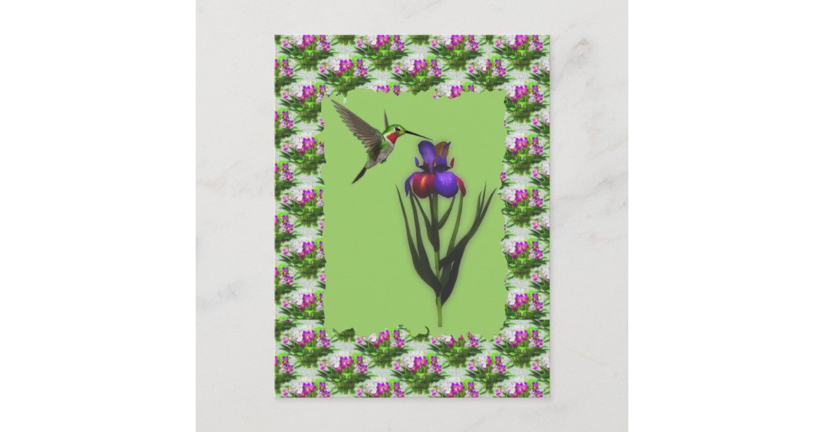 Hummingbird On Iris Flower Postcard | Zazzle
