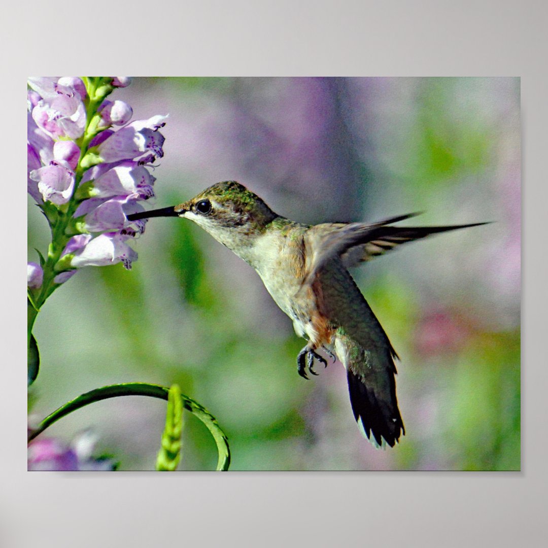 Hummingbird Pink Floral Wildlife Photo Poster | Zazzle
