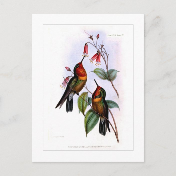 Hummingbird Postcard | Zazzle.com