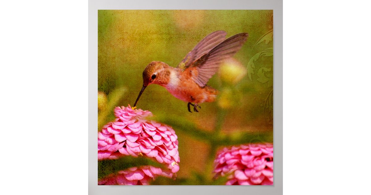 Hummingbird Poster | Zazzle