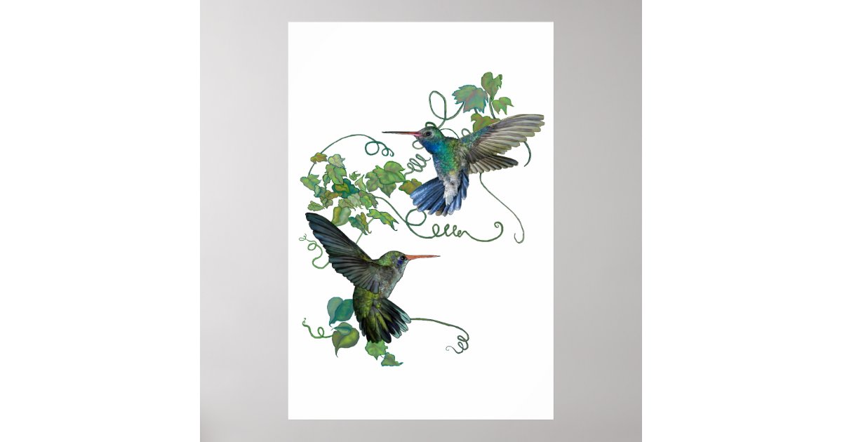 Hummingbird Poster | Zazzle