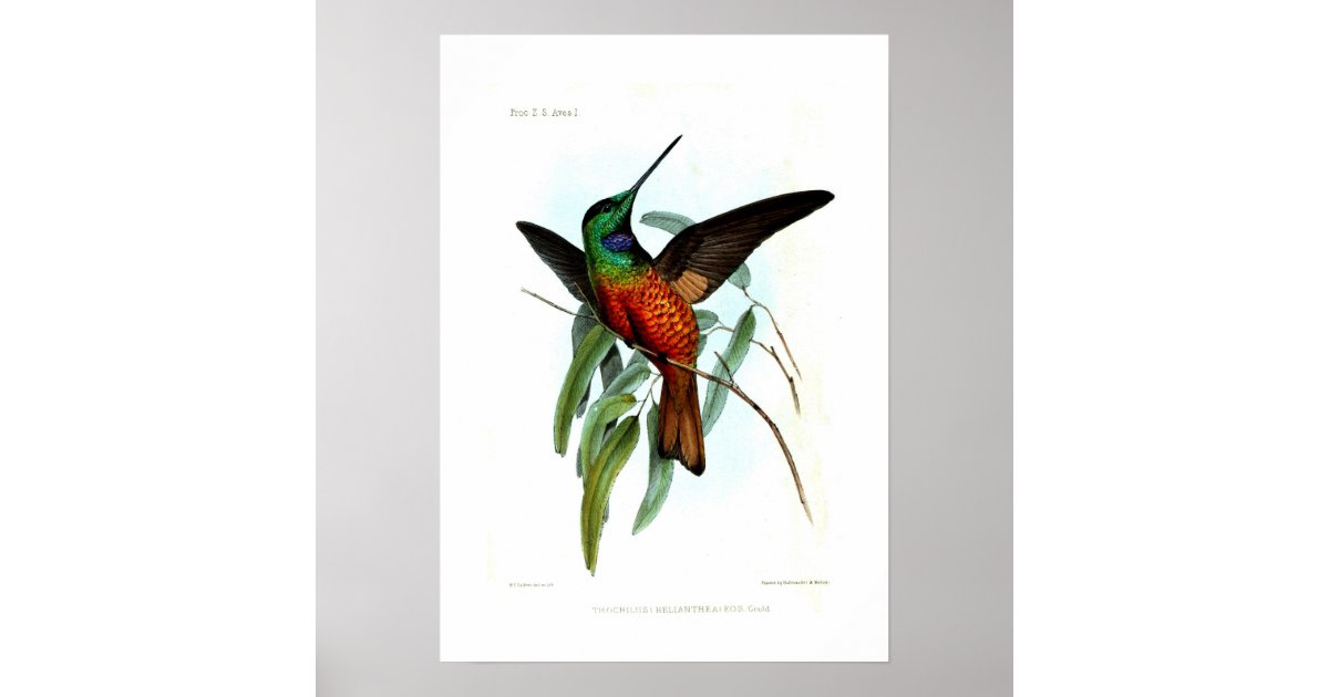 Hummingbird Poster | Zazzle