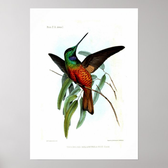 Hummingbird Poster | Zazzle.com