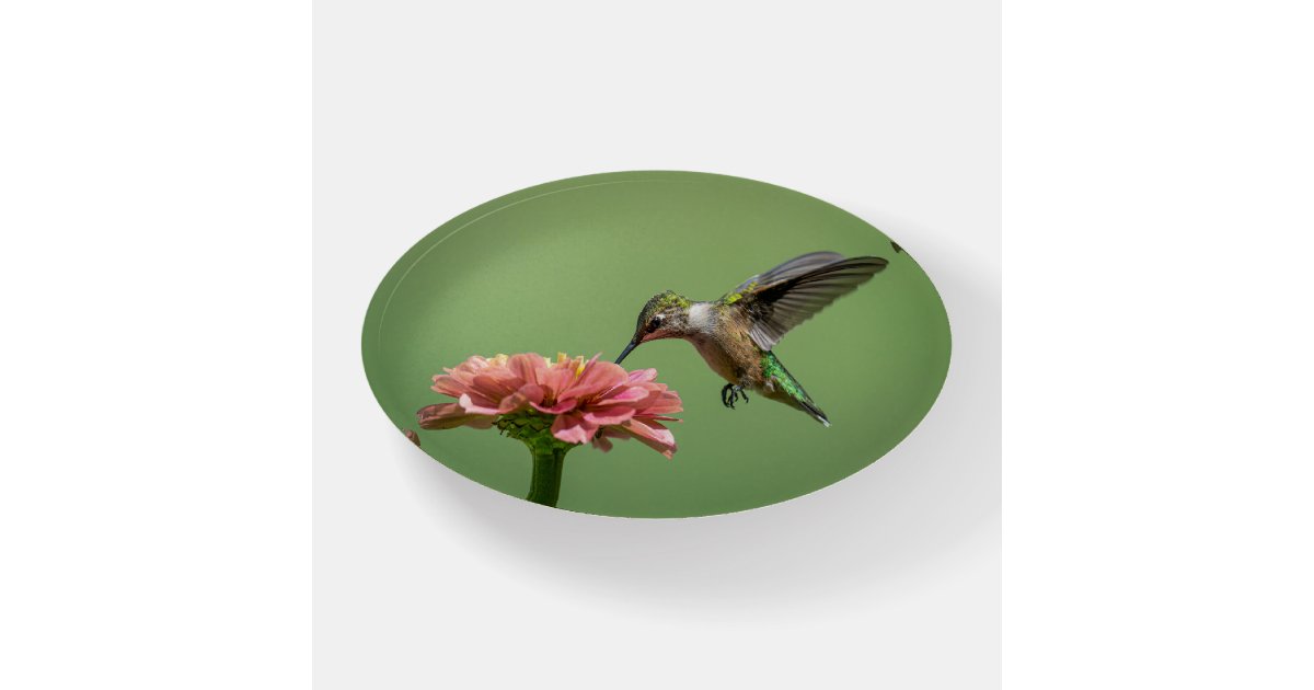 Hummingbird With Flower Paperweight | Zazzle