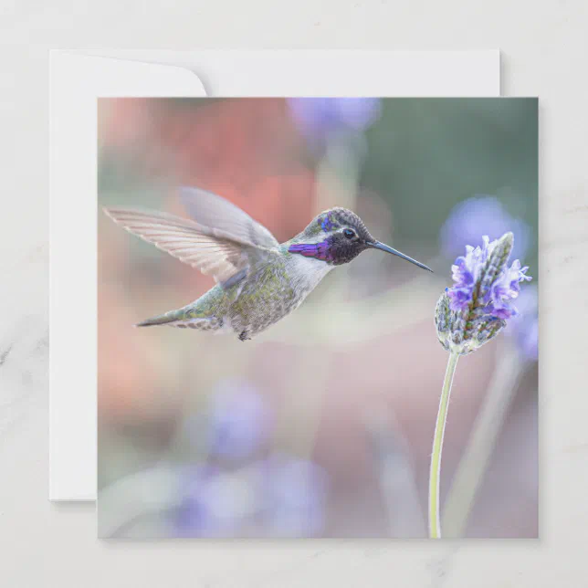 Hummingbird with Lavender I Thank You Card | Zazzle