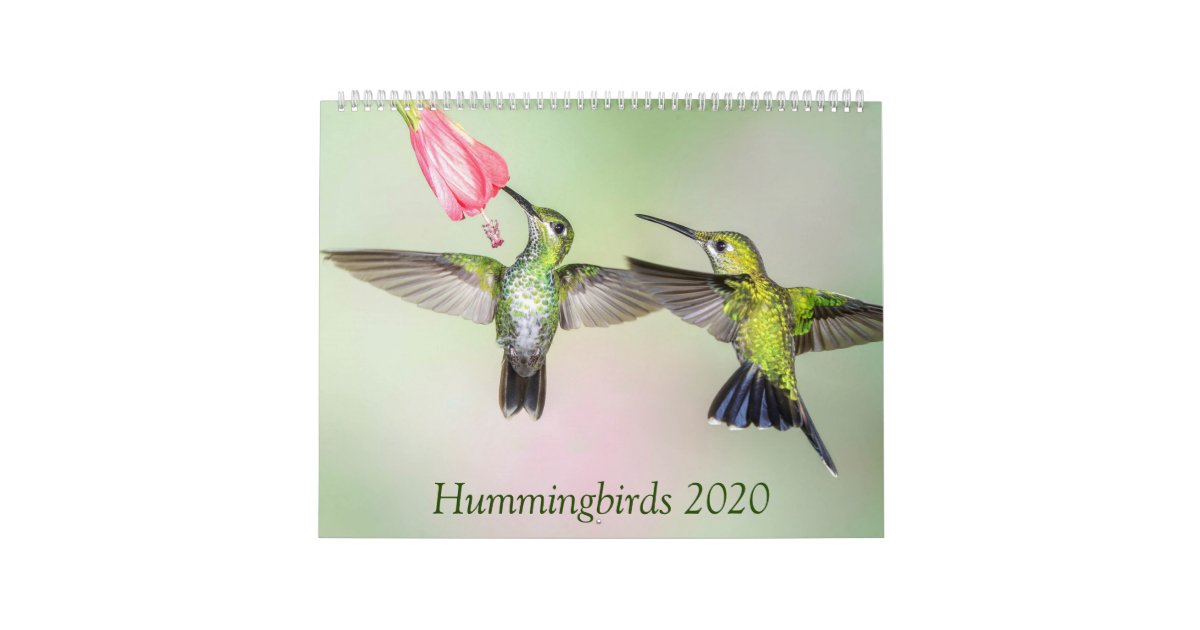 Hummingbirds 2020 Beautiful Photo Calendar | Zazzle