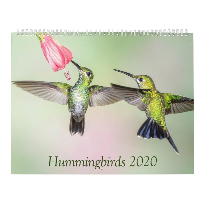 Hummingbirds 2020 Beautiful Photo Calendar | Zazzle.com