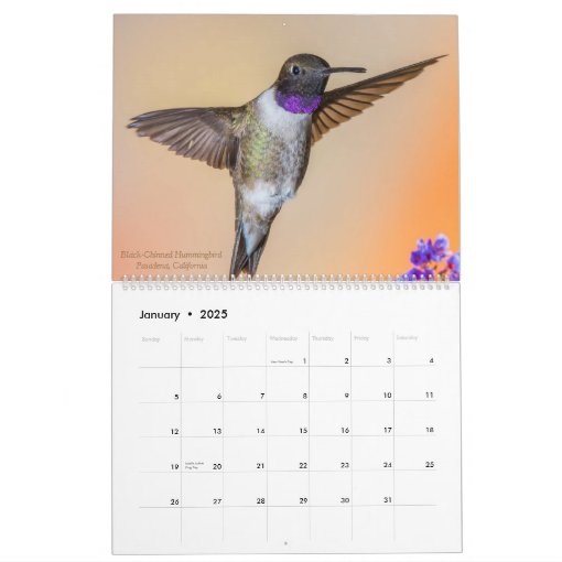 Hummingbirds 2020 Beautiful Photo Calendar | Zazzle