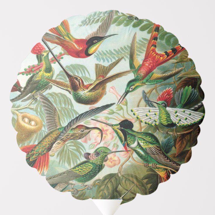 Hummingbirds by Ernst Haeckel Balloon | Zazzle