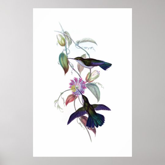 Hummingbirds poster | Zazzle.com