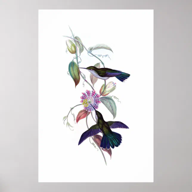 Hummingbirds poster | Zazzle