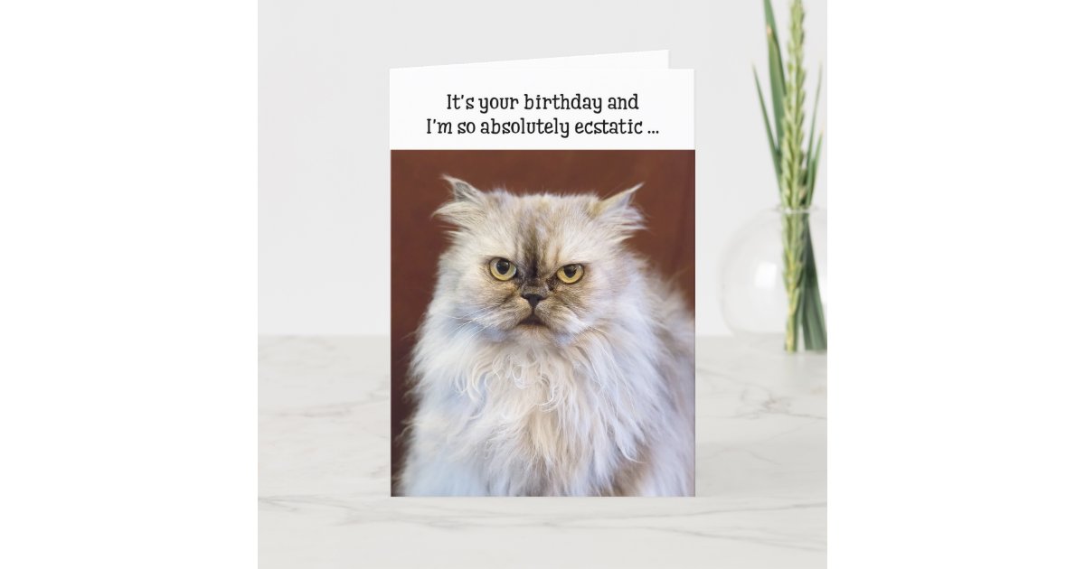 Humorous Birthday Card - Ecstatic Persian Cat | Zazzle.com