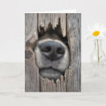 Humorous Birthday Dog Nose Card | Zazzle