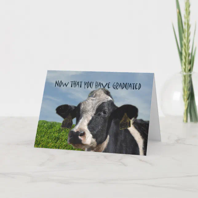 Humorous Congratulations on Graduating Cow Bovine Card | Zazzle