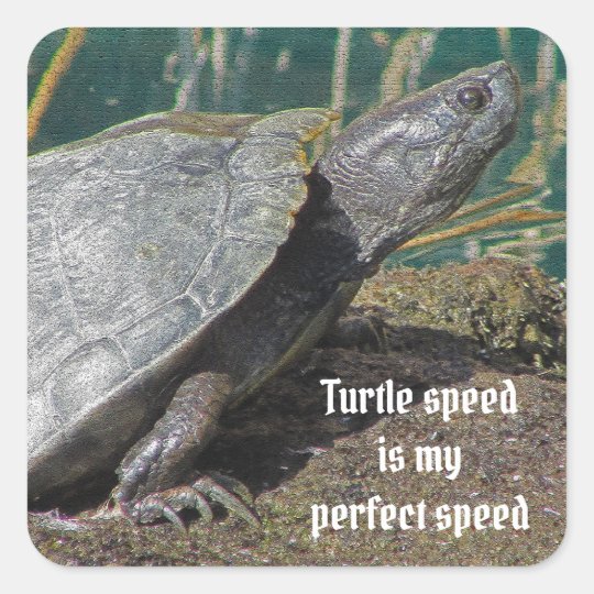 Humorous Turtle Speed is my Favorite Speed Animal Square Sticker ...
