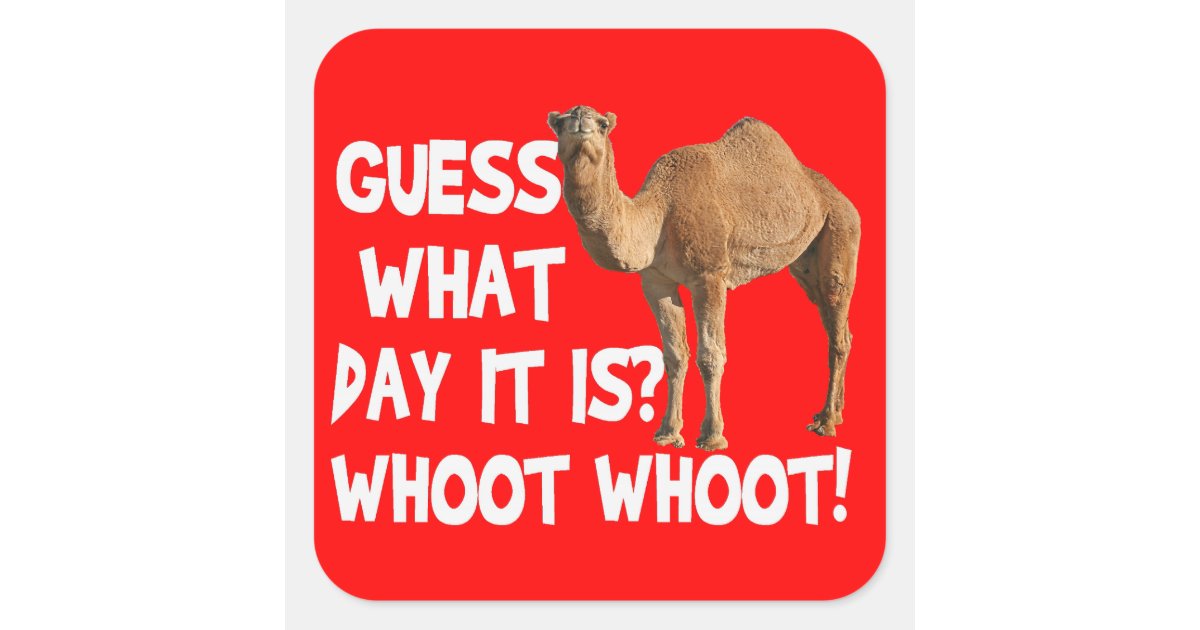 Hump Day Camel Guess What Day It Is Stickers | Zazzle