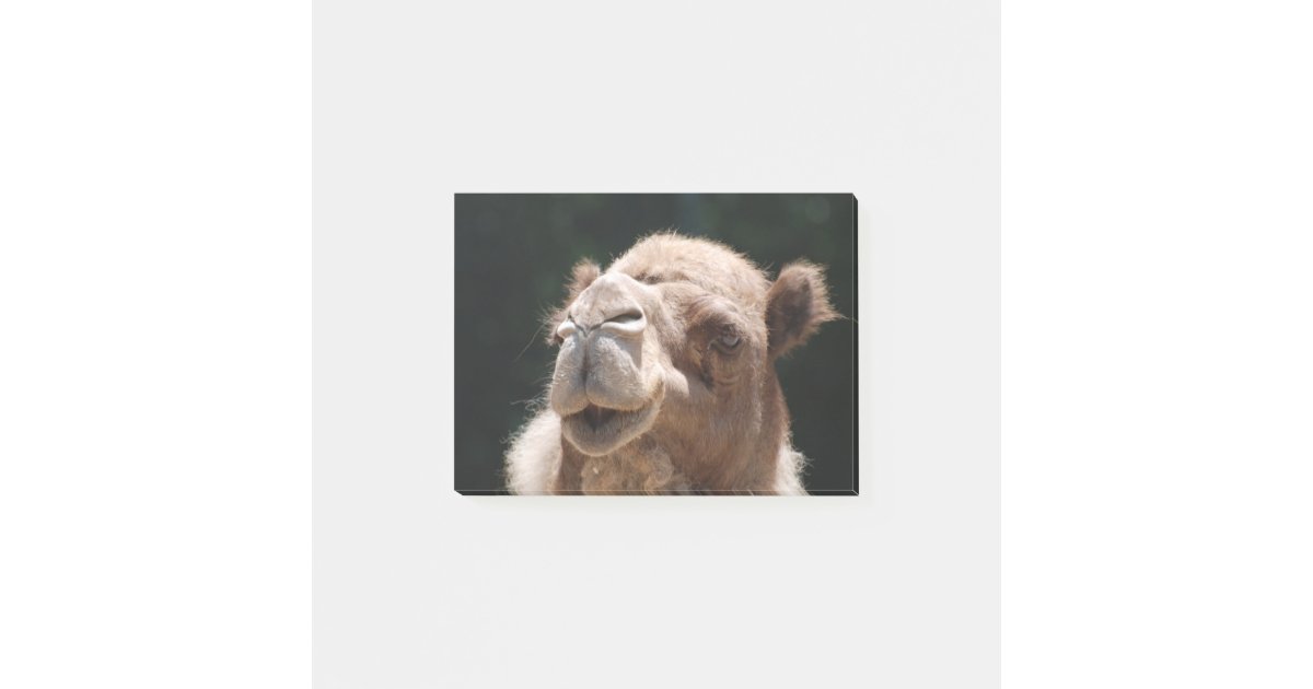 Hump Day Camel Post-it Notes | Zazzle