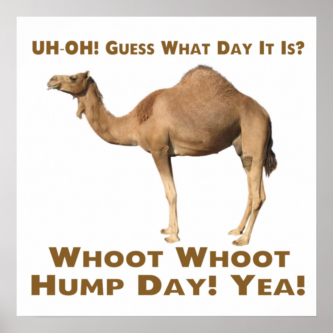 Hump Day Poster | Zazzle
