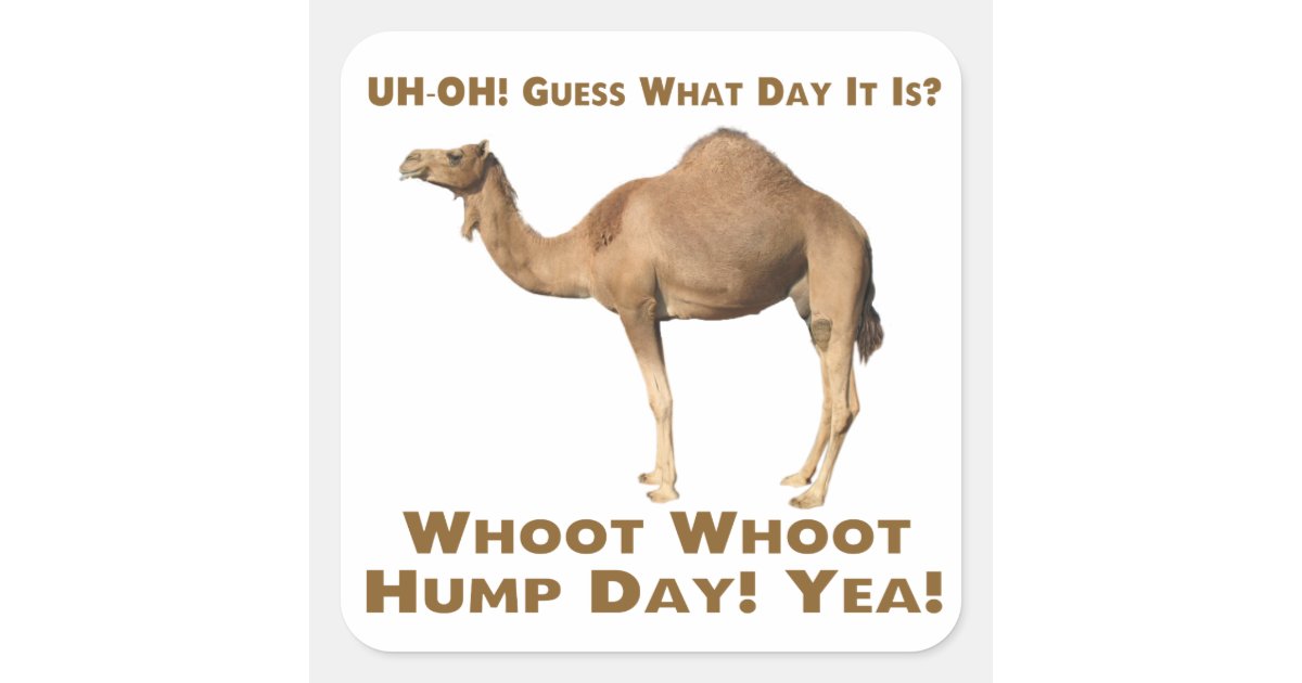 Hump Day Square Sticker | Zazzle